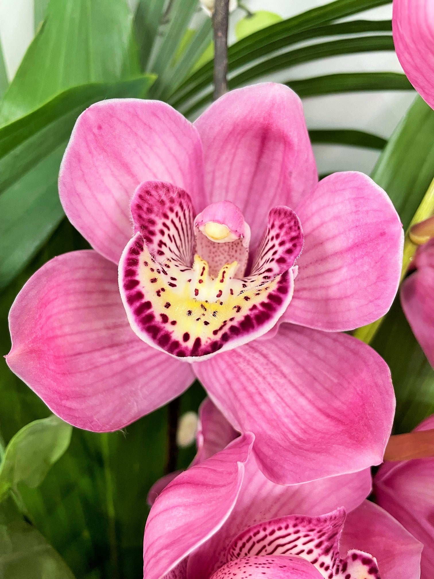 Premium Range Individually Made (Modern Front Facing Style Bouquet ...