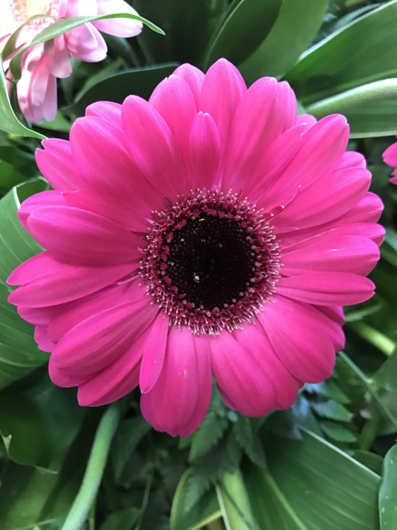 Mixed Germini Casket Spray – Amaryllis Floral Design